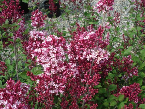 Syringa Tinkerbelle® PP12294 | Syringa 'Tinkerbelle' | Syringa ...