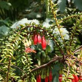 Agapetes serpens | Himalayan Lantern | plant lust