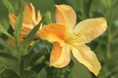 Arneson Golden Solitaire Azalea | Azalea 'Arneson Golden Solitaire ...
