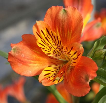 Alstroemeria Inca Tropic | Alstroemeria 'Inca Tropic' | Lily of the ...