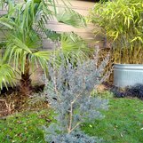 Leptospermum lanigerum | Woolly Tea Tree | plant lust