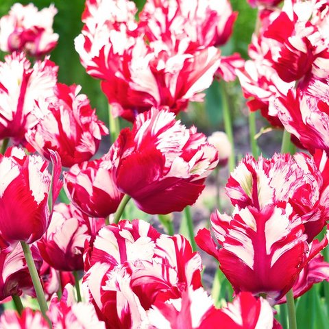 Tulipa 'Estella Rijnveld' | Tulipa 'Estella Rijnveld Parrot' | Estella ...