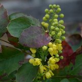Mahonia repens | Berberis repens | Creeping Barberry | Creeping Mahonia ...