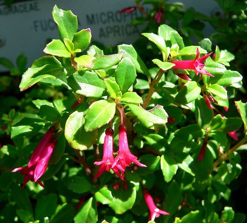 Fuchsia microphylla subsp. aprica | Fuchsia aprica | Fuchsia ...