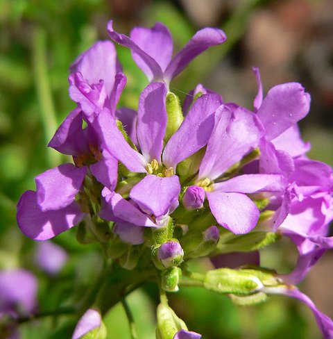 Arabis blepharophylla | Coast Rock Crest | Rose Rock Crest | plant lust