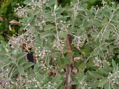 Olearia x oleifolia 'Waikariensis' | Olearia oleifolia 'Waikariensis ...