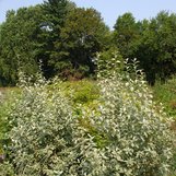 Elaeagnus 'Quicksilver' | Russian Olive | plant lust