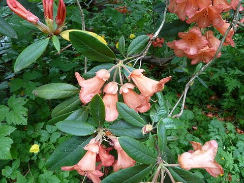 Rhododendron 'Fabia' x bureavii | Rhododendron bureavii x 'Fabia ...