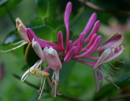 Lonicera Henryi Evergreen Honeysuckle Henry s Honeysuckle Plant Lust lonicera-henryi-evergreen-honeysuckle-henry-s-honeysuckle-plant-lust