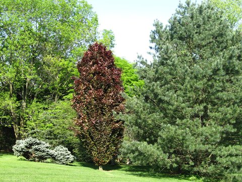 Fagus sylvatica 'Rohan Obelisk' | Rohan Obelisk European Beech | plant lust