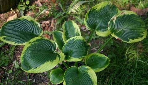 Hosta 'Frances Williams' | Hosta 'Frances William' | Hosta 'Francis ...