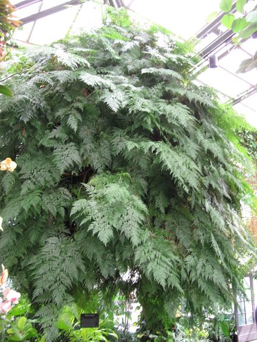 Davallia fejeensis | Davallia feejensis | Rabbit's Foot Fern | plant lust