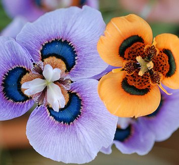 Moraea from multiple nurseries on Plant Lust