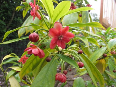 Illicium henryi | Henry Anise Tree | plant lust