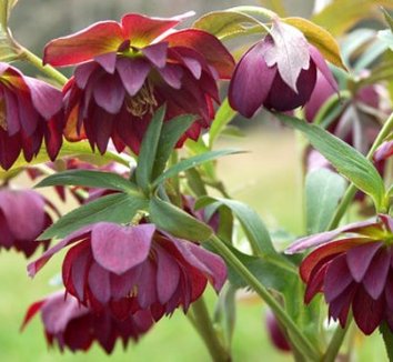 Helleborus from multiple nurseries on Plant Lust