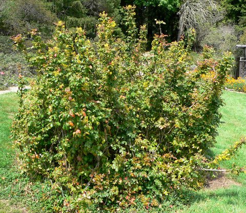 Mahonia pinnata | Berberis pinnata | Berberis pinnata subsp. pinnata ...