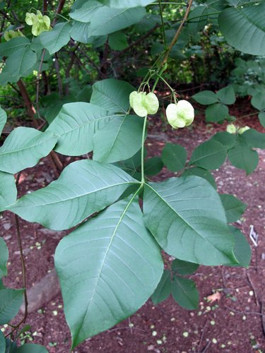 Ptelea trifoliata | Hop Tree | Hoptree | plant lust