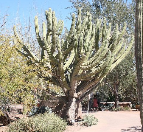 Stetsonia coryne | Argentine Toothpick | Toothpick Cactus | plant lust
