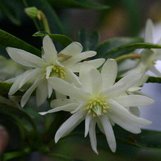Illicium anisatum | Anise Shrub | Japanese Anise | Japanese Star-Anise ...