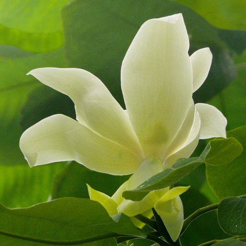 Magnolia dealbata | Magnolia macrophylla var. dealbata | Cloudforest ...