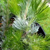 Adenanthos sericeus | Coastal Woollybush | Woolly Bush | plant lust