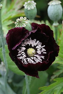 Papaver somniferum [single black] | Papaver 'Single Black' | Single ...