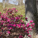 Rhododendron 'Landmark' | | plant lust