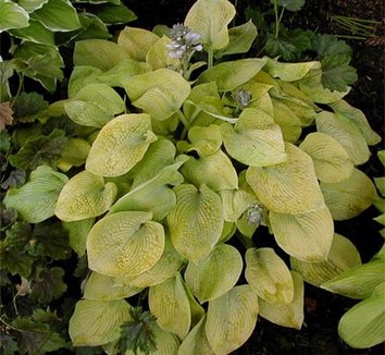 Sebright Gardens - plant lust