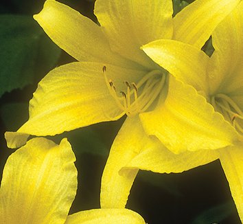 Hemerocallis from multiple nurseries on Plant Lust