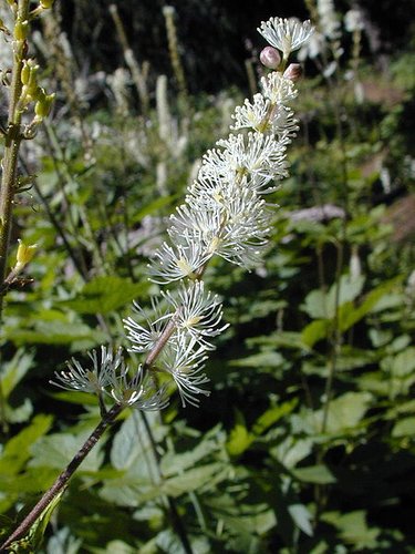 Actaea elata | Cimicifuga elata | Tall Bugbane | plant lust