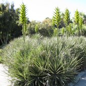 Puya medica [Cajamarca, Peru] | plant lust