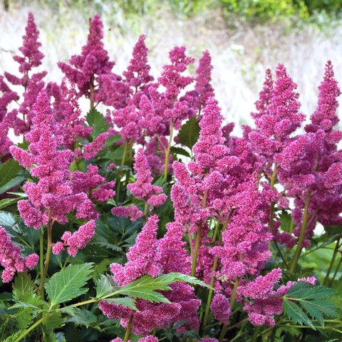 Astilbe chinensis 'Visions' | Visions Chinese Astilbe | plant lust