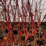 Acer circinatum 'Pacific Fire' | Pacific Fire Red Twig Vine Maple ...