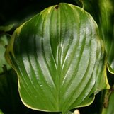 Hosta 'Sagae' | Hosta fka fluctuans 'Variegata' | Sagae Plantain Lily ...