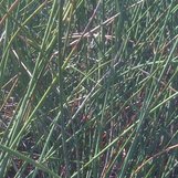 Juncus effusus | Common Rush | plant lust