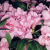 Louise Gable Azalea | Azalea 'Louise Gable' | plant lust