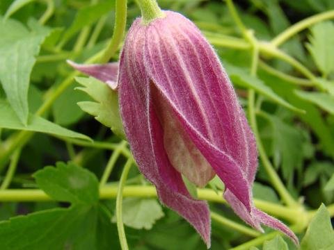 Clematis 'Ruby' | Clematis alpina 'Ruby' | plant lust
