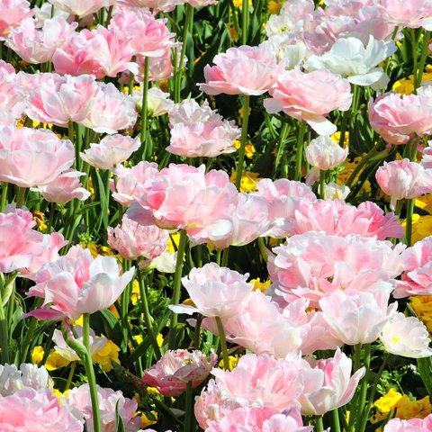 Tulipa 'Angelique' | Angelique Double Late Tulip | plant lust