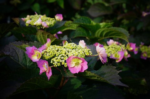 Hydrangea serrata Tuff Stuff™ PP24820 | Hydrangea serrata 'Mak20 ...