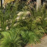 Rhodocoma capensis | Cape Restio | plant lust