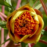 Paeonia delavayi | Paeonia franchetti | Tree Peony | plant lust