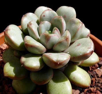 x Graptoveria from multiple nurseries on Plant Lust