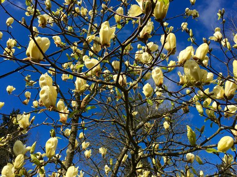 Magnolia 'Yellow Fever' | | plant lust