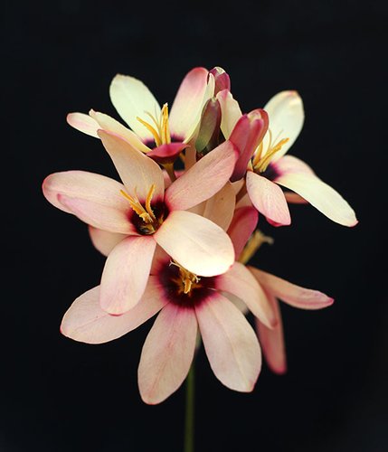 Ixia longituba var. bellendenii [Peach] | Ixia longituba var ...