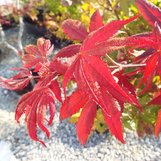 Acer palmatum 'Okagami' | Acer palmatum 'O kagami' | Okagami Japanese ...