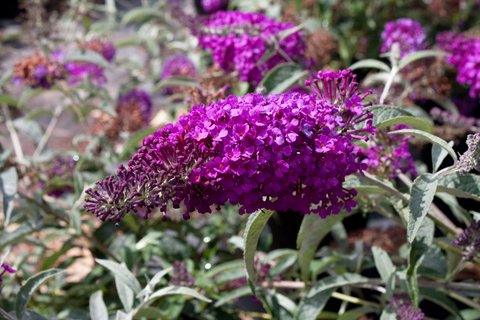 Buddleja davidii Buzz™ Pink Purple PP22064 | Buddleia 'Buzz Pink Purple ...
