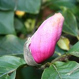 Magnolia 'Royal Crown' | Magnolia x 'Royal Crown' | plant lust