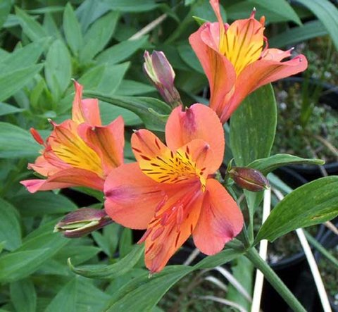 Alstroemeria 'Pacific Sunset' [peachy orange] | Lily of the Incas ...
