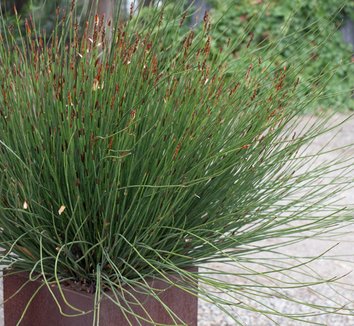 Chondropetalum from multiple nurseries on Plant Lust