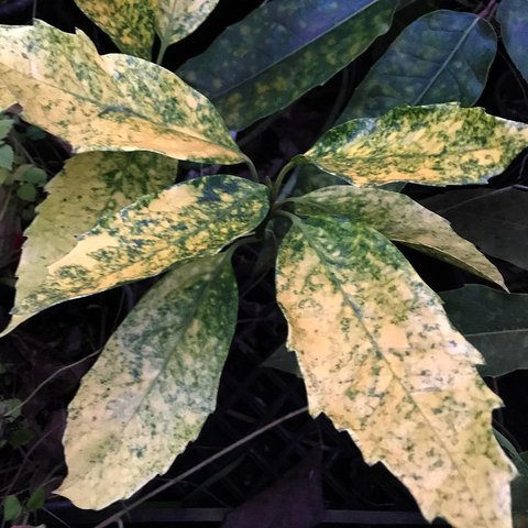 Aucuba japonica 'Merced' | Merced Spotted Laurel | plant lust